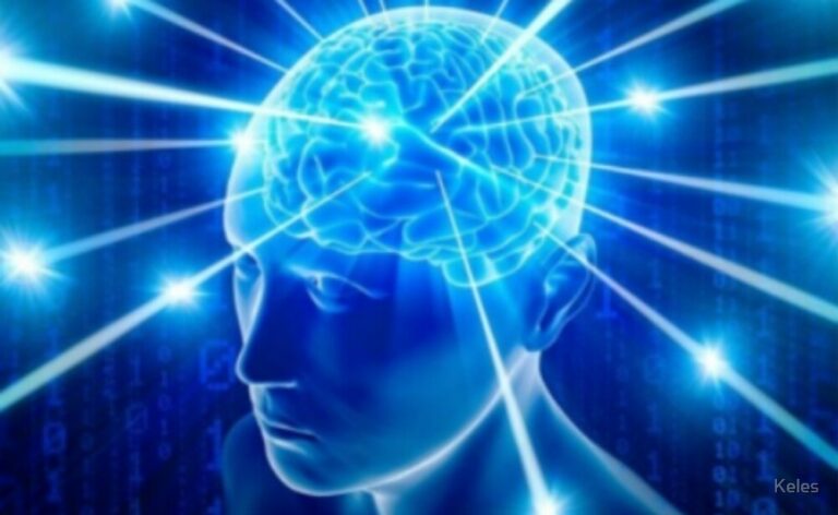 Activity to Understand the Brain Hemispheres | Scientist Factory